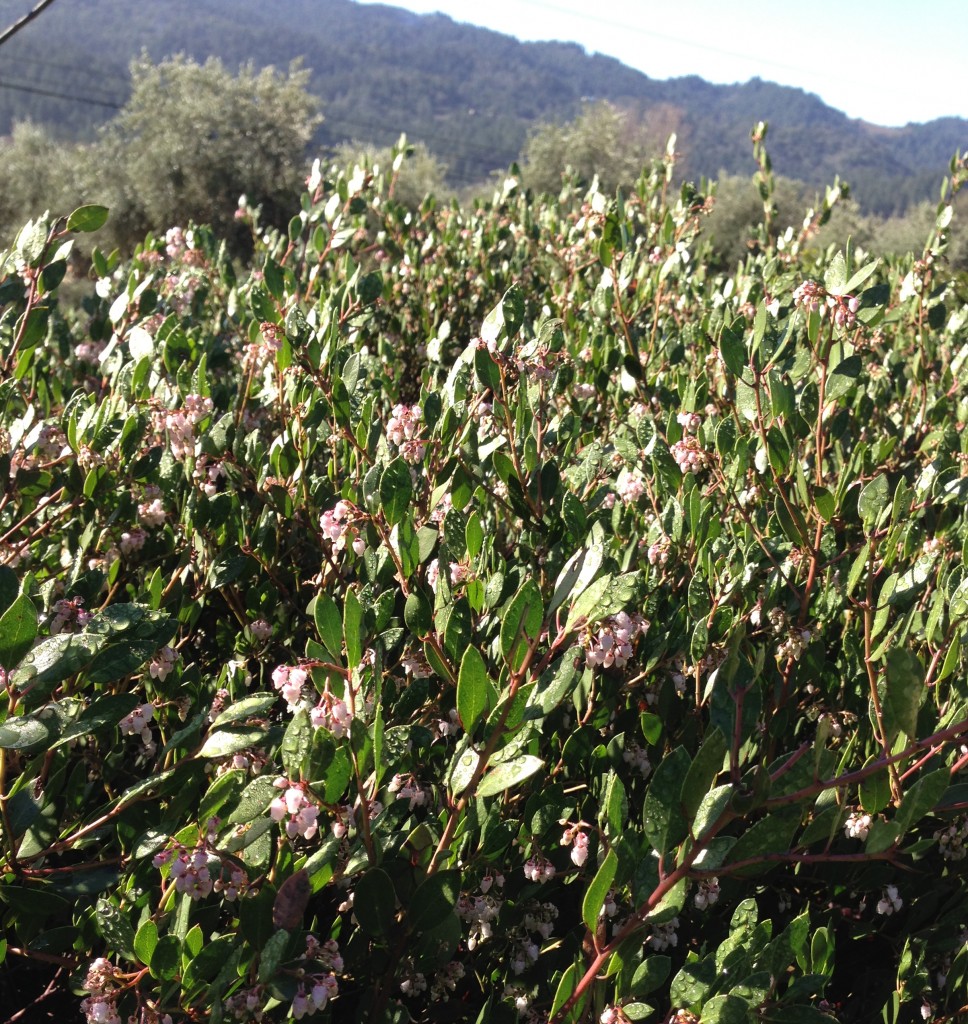 Winter Flowering: Pink Shrub Love! - Passionate Gardeners