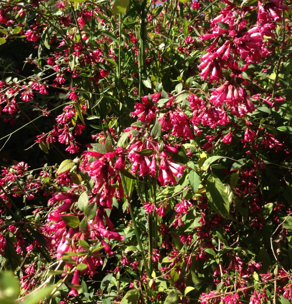 Winter Flowering: Pink Shrub Love! - Passionate Gardeners