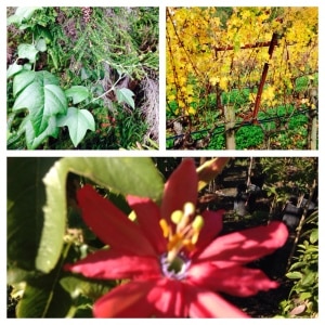 How do Vines Grow and Climb? - Passionate Gardeners