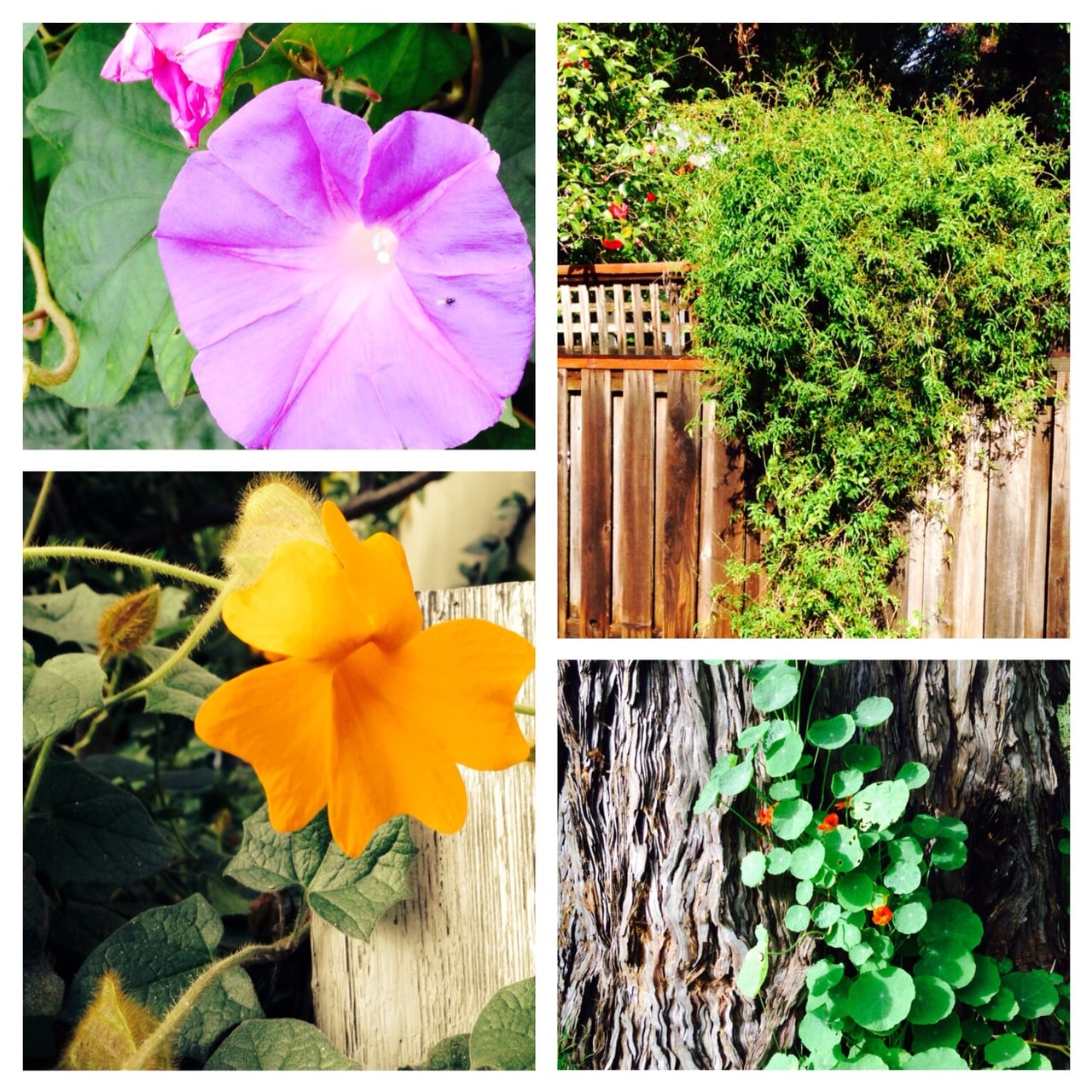 How do Vines Grow and Climb? - Passionate Gardeners