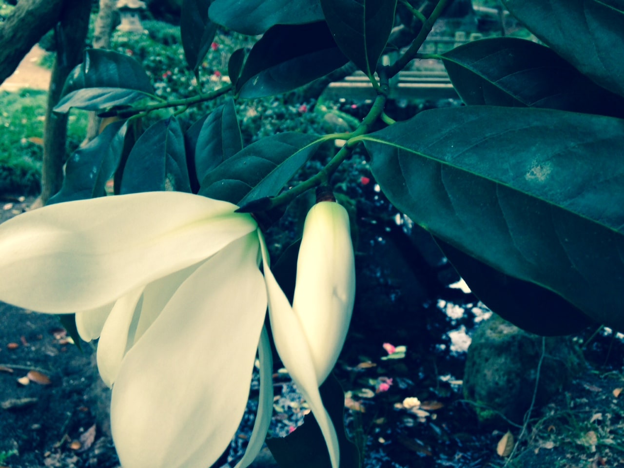 Fragrant Tree: Spotlight on Magnolia Doltsopa - Passionate Gardeners