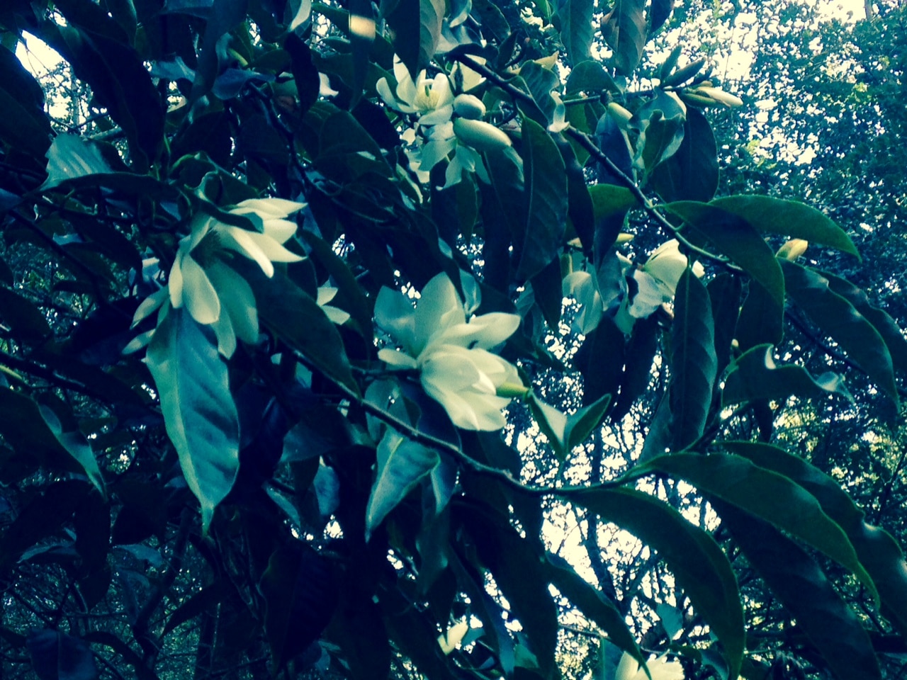 Fragrant Tree: Spotlight on Magnolia Doltsopa - Passionate Gardeners