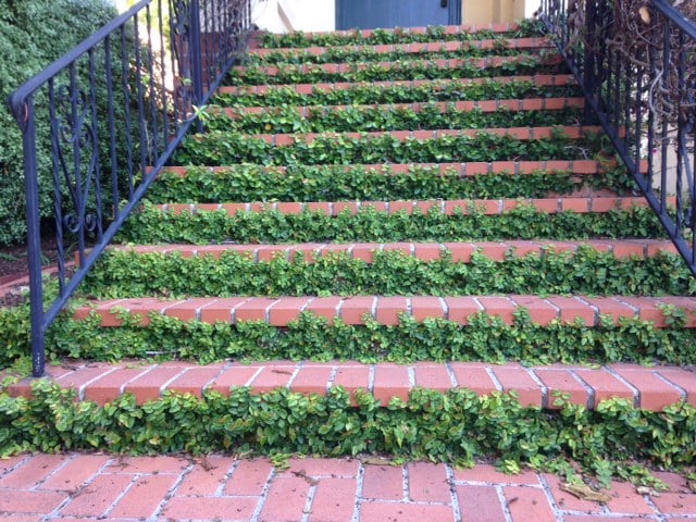 When Creeping Fig Vine Gets an A+ and an F - Passionate Gardeners