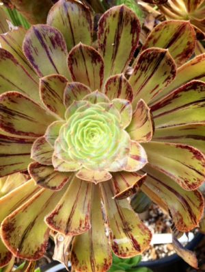 7 Variegated Succulents for your Garden! - Passionate Gardeners