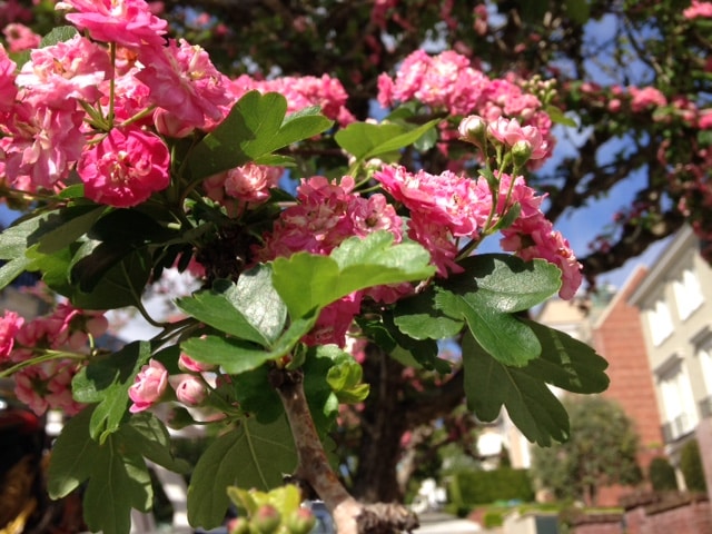 Tree Spotlight: Crataegus laevigata 'Paul's Scarlet' - Paul's Scarlet ...