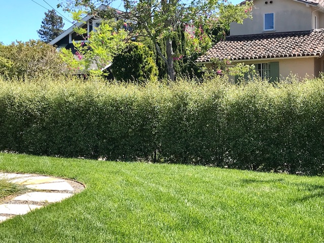 Small Garden: 11 Best Hedges for Screening and Privacy - Passionate ...