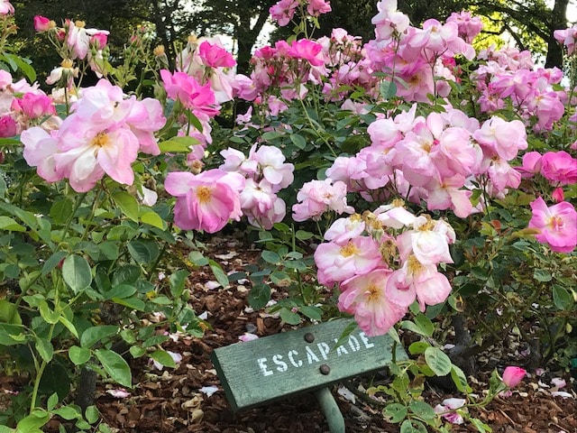 6 Top Roses at Berkeley Rose Garden and Winter Rose Pruning ...