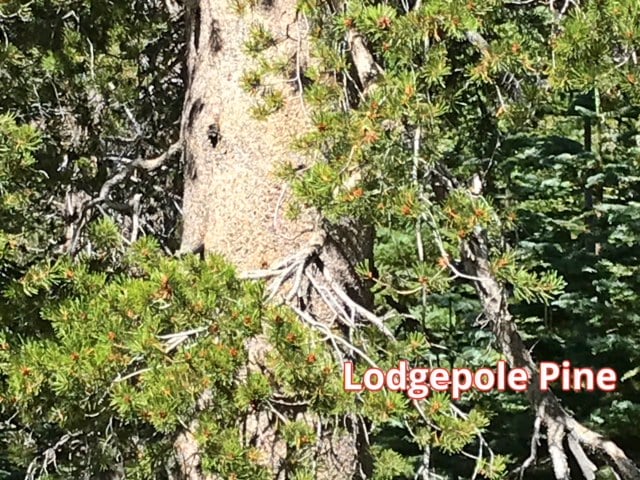 Looking for Lodgepole Pine & Red Fir in California's Sierra Nevada ...