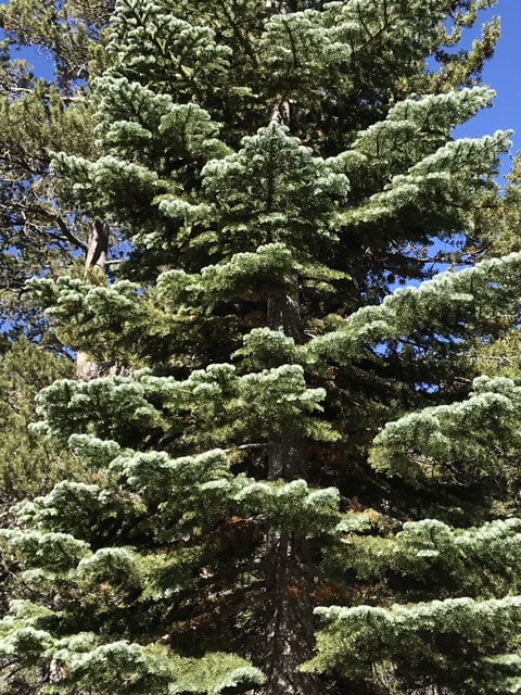 Looking for Lodgepole Pine & Red Fir in California's Sierra Nevada ...