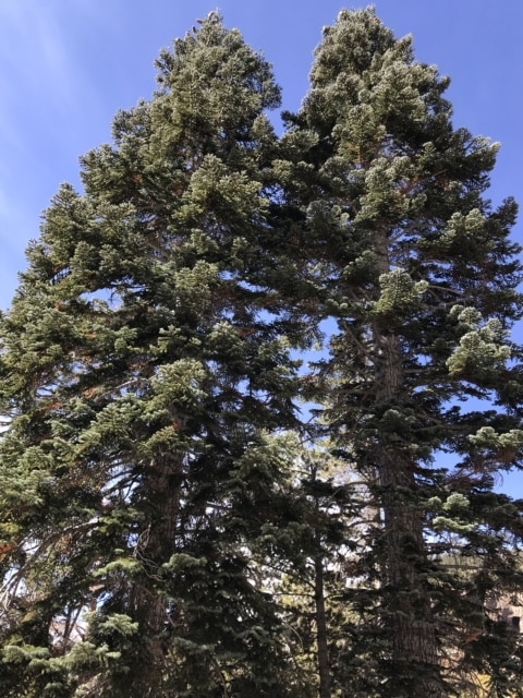 Looking for Lodgepole Pine & Red Fir in California's Sierra Nevada ...