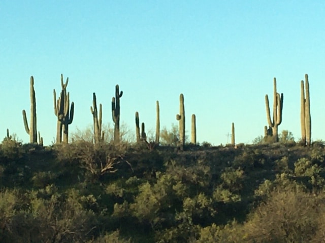 Real vs Fake: These Strong Forms Make Impressive Artificial Desert ...