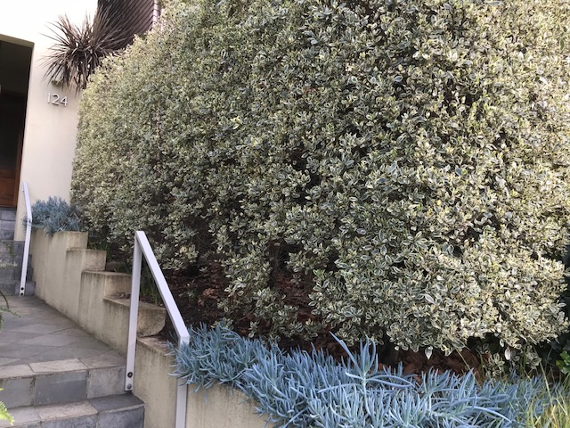Variegated Foliage - A Simple Way to Add Contrast in Planting Design ...