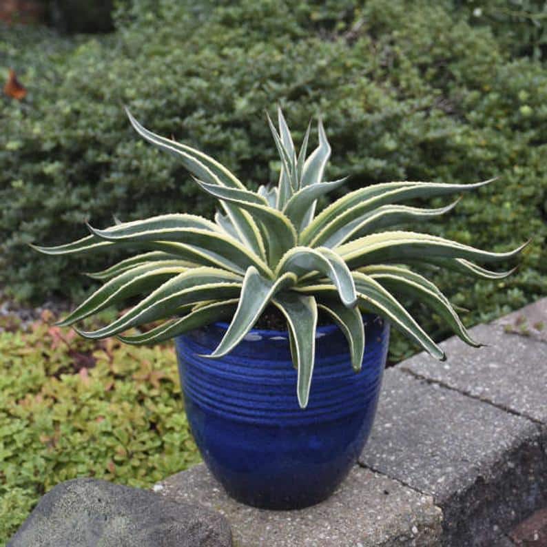 7 Variegated Succulents for your Garden! - Passionate Gardeners