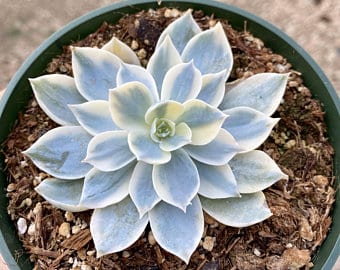 7 Variegated Succulents for your Garden! - Passionate Gardeners