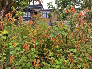 Cuphea: Know this Easy, Flowering Plant Boasting Tons of Adorable ...