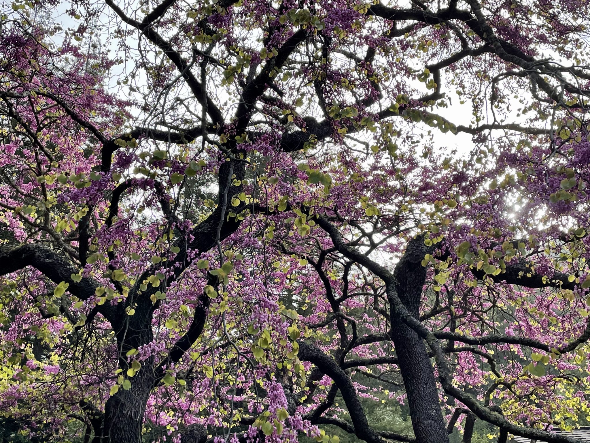 Western Redbud Tree: Gorgeous Flowering Tree for the Small Garden ...