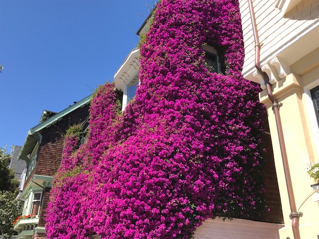 Bougainvillea : See How this Vine Blooms in SF Bay Area Gardens ...
