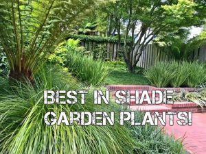 25 Best in Plants for Part Shade and Shade! - Passionate Gardeners