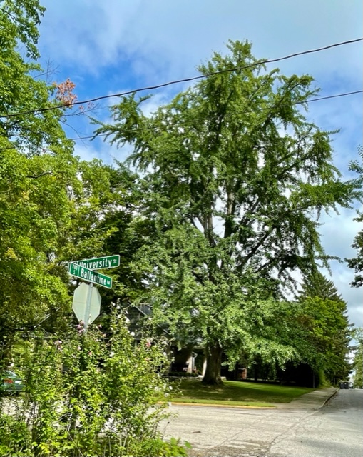 How This Midwest College Town: Bloomington, Indiana Inspires ...